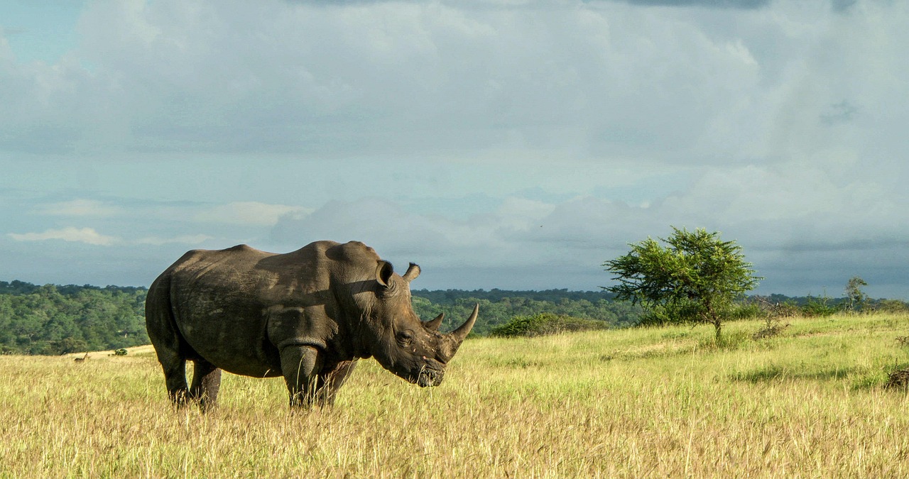 Rhinoceros Rhino Endangered - Free photo on Pixabay - Pixabay