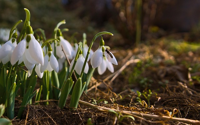 Snowdrops White Flowers - Free photo on Pixabay - Pixabay