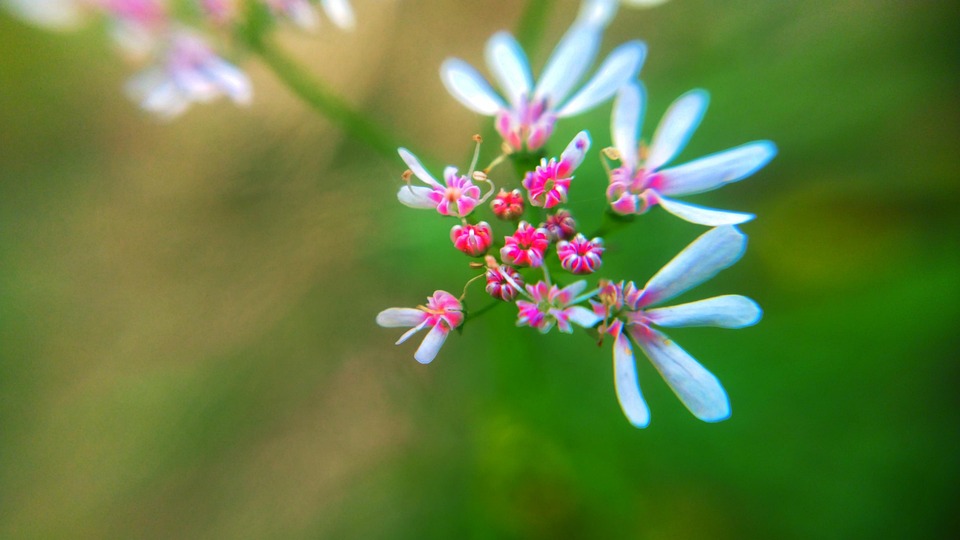 Bunch Of Flower Blooming - Free photo on Pixabay - Pixabay