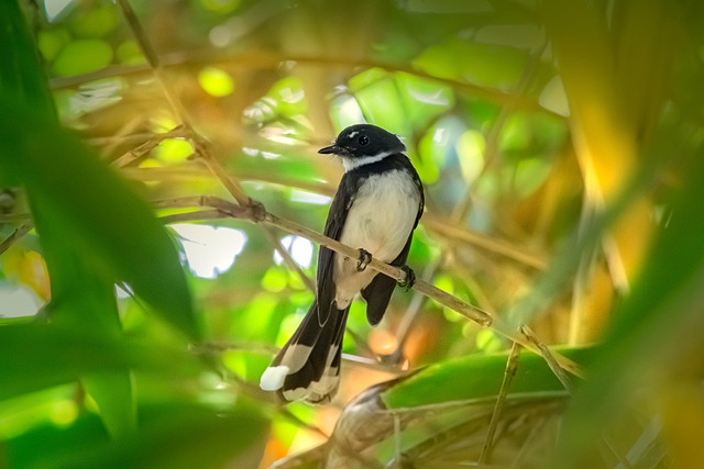Murai-Robin Oriental Burung - Foto gratis di Pixabay - Pixabay