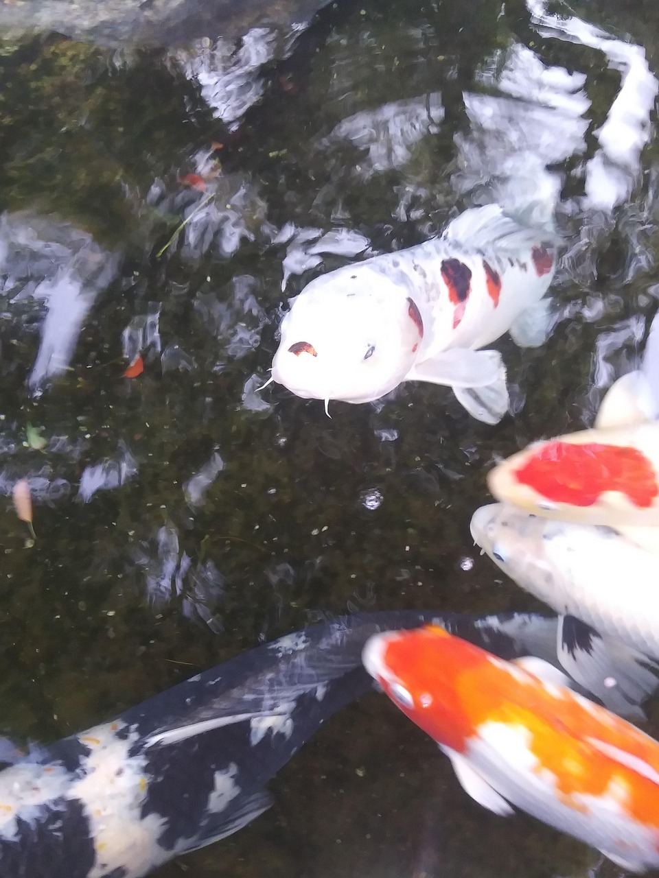 Koi Peixel - Foto gratuita no Pixabay - Pixabay