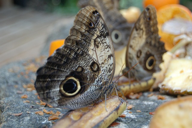 Owl Butterflies - Free photo on Pixabay
