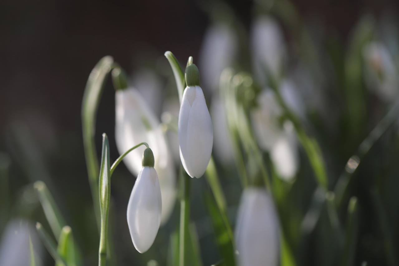 Flowers Snowdrop White - Free photo on Pixabay - Pixabay