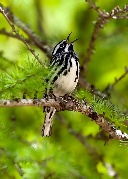 Black-And-White Warbler - Free photo on Pixabay