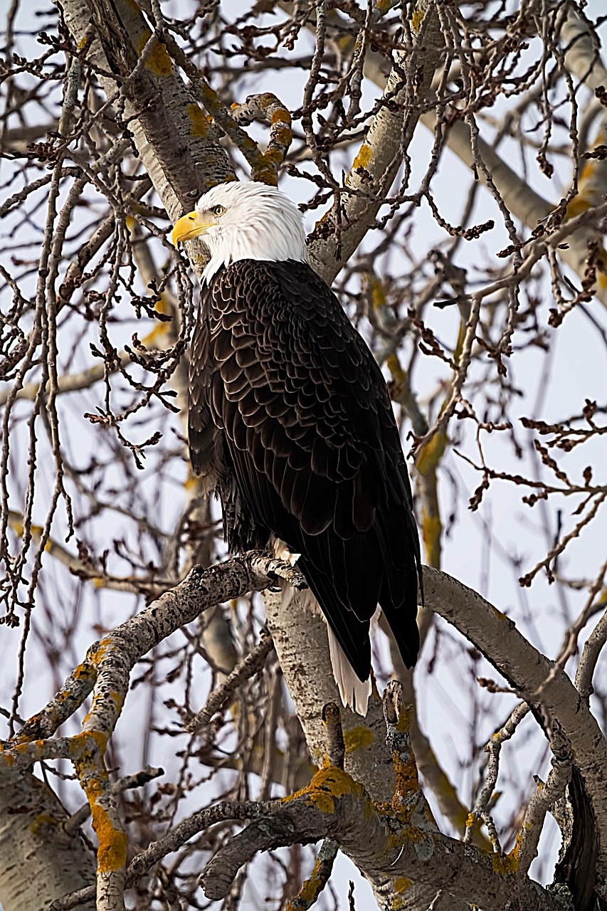 Bald Eagle Raptor Woodland - Free photo on Pixabay - Pixabay Bald Eagle Raptor Woodland - Free photo on Pixabay - Pixabay