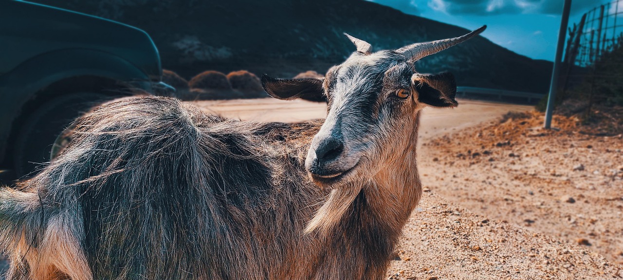 Goat Ruminant Horns - Free photo on Pixabay - Pixabay