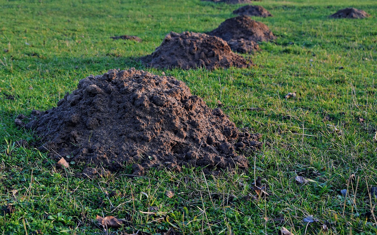 Mole Hills Meadow Nature - Free photo on Pixabay - Pixabay