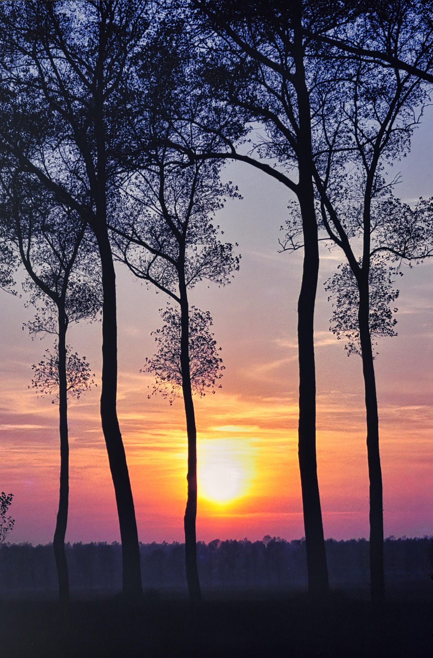Atardecer Árboles Bosque - Foto gratis en Pixabay - Pixabay