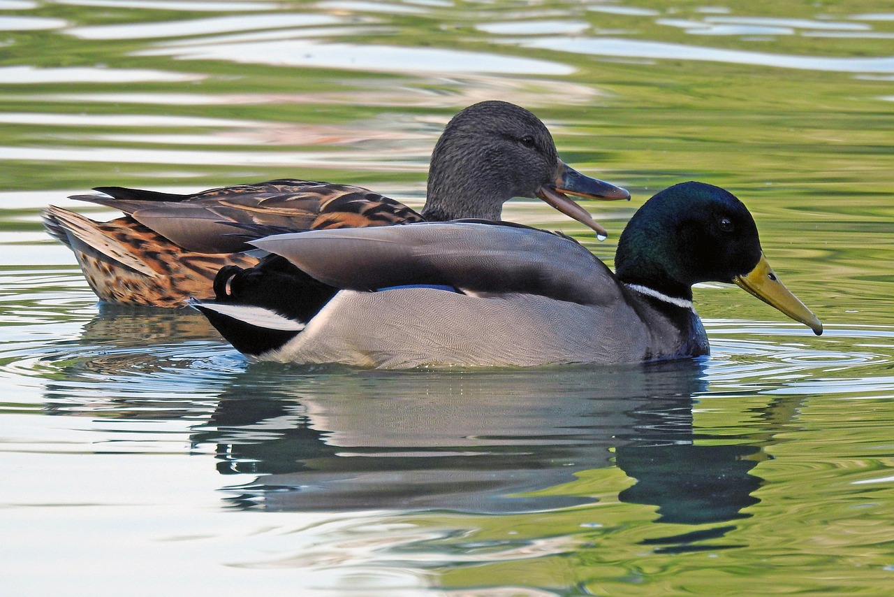 Pato Selvagem Masculino E Feminino - Foto gratuita no Pixabay - Pixabay