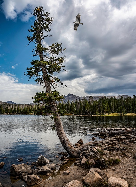 Mountain Lake Tree - Free photo on Pixabay