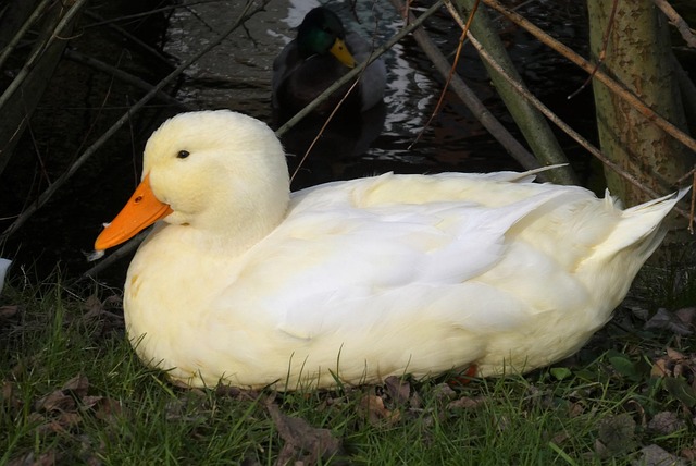 White Duck Bird - Free photo on Pixabay - Pixabay