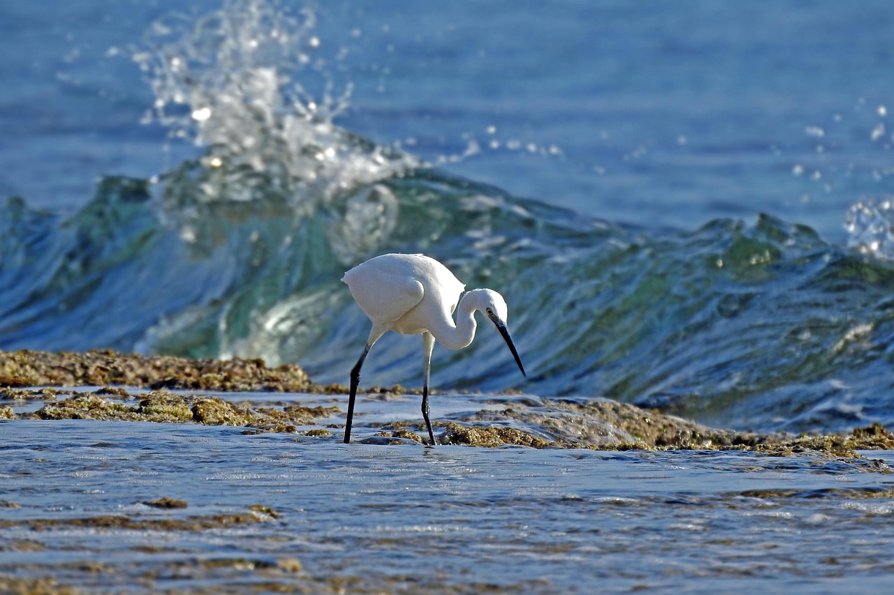 Little Egret Bird Seashore - Free photo on Pixabay