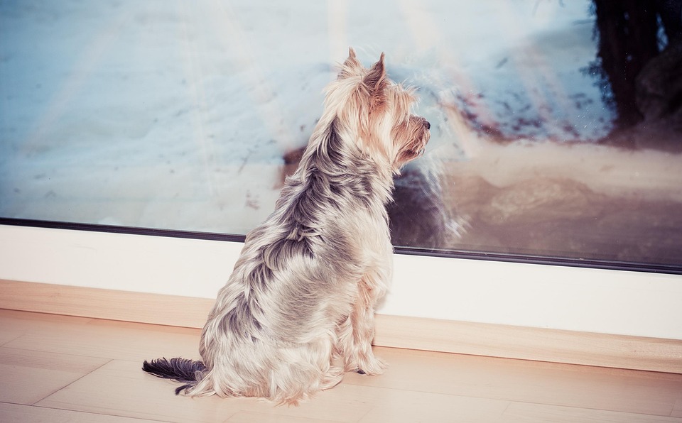 Hund Yorkshire Terrier Yorkie - Kostenloses Foto auf Pixabay - Pixabay