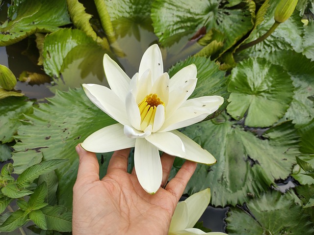 Bunga-Bunga Bunga Putih Alam - Foto gratis di Pixabay - Pixabay