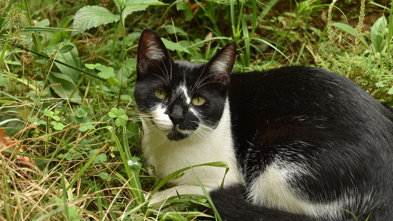 Satwa Kucing Alam - Foto gratis di Pixabay - Pixabay