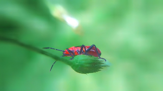 Insect Bug Red - Free photo on Pixabay - Pixabay