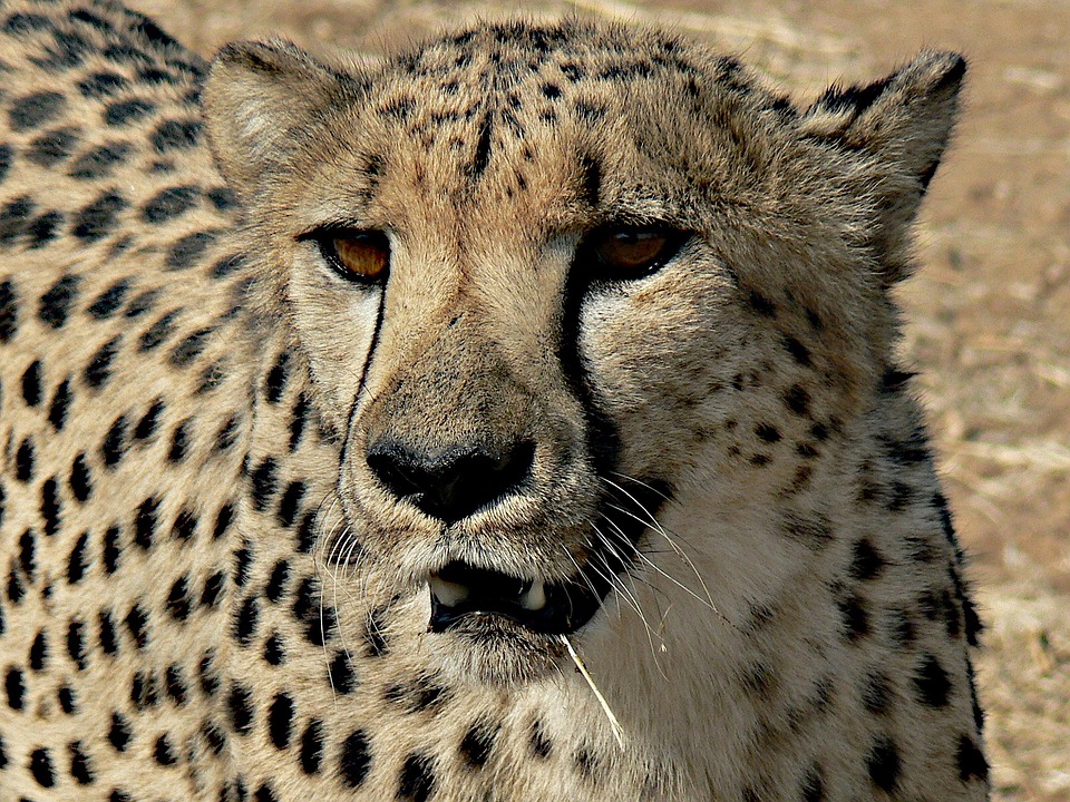 Animal Leopardo Mamífero Las - Foto gratis en Pixabay - Pixabay