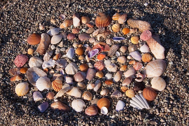 Muscheln Strand Sommer - Kostenloses Foto auf Pixabay - Pixabay
