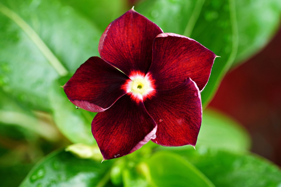 Periwinkle Flower Red - Free photo on Pixabay - Pixabay