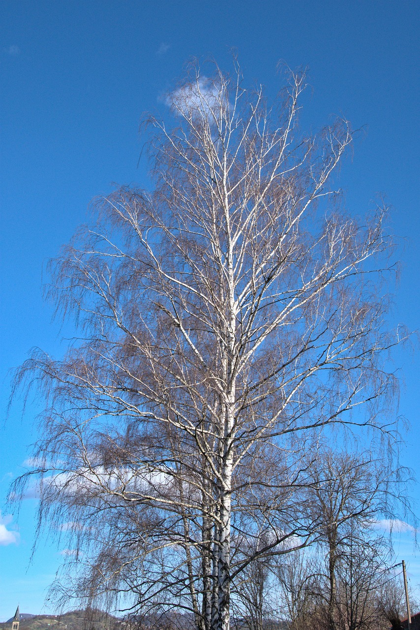 Birch Nature Outdoors - Free photo on Pixabay - Pixabay