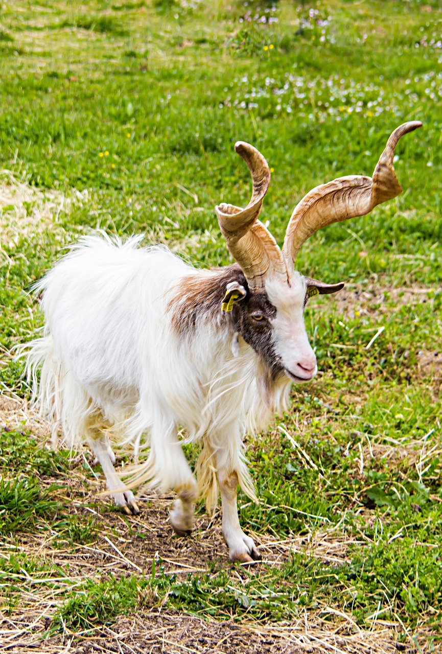 Goat Farm Herbivorous - Free photo on Pixabay - Pixabay