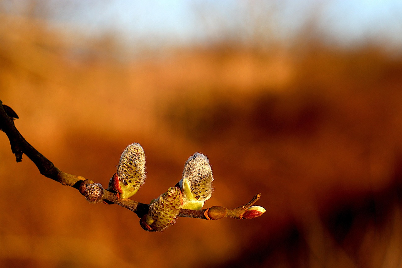 Plus de 20 000 images de Bourgeons et de Nature - Pixabay