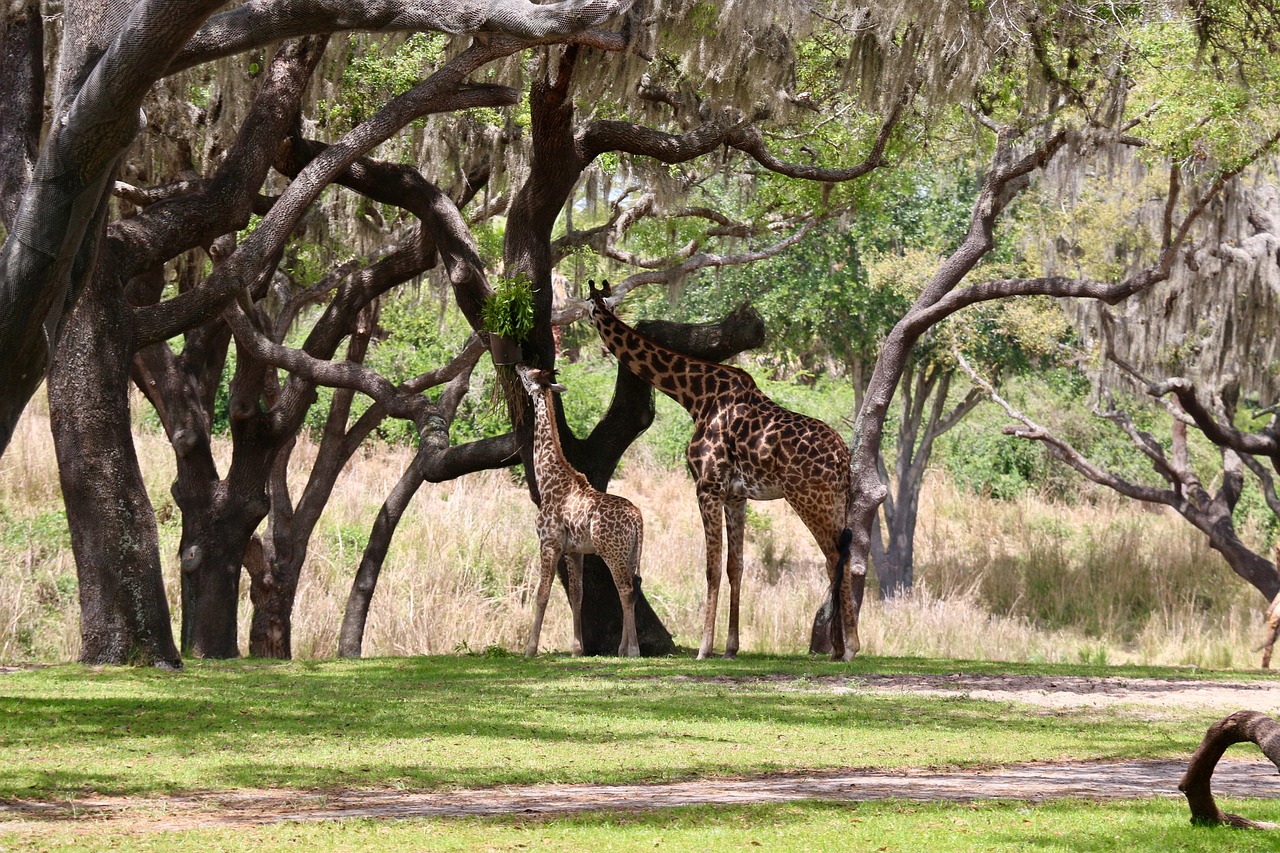 Giraffes Animals Wildlife - Free photo on Pixabay