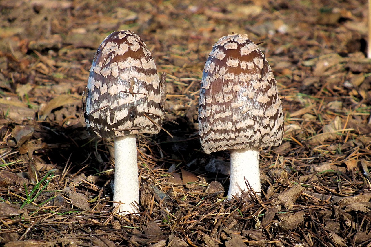 Pilz Pilze Wald - Kostenloses Foto auf Pixabay - Pixabay