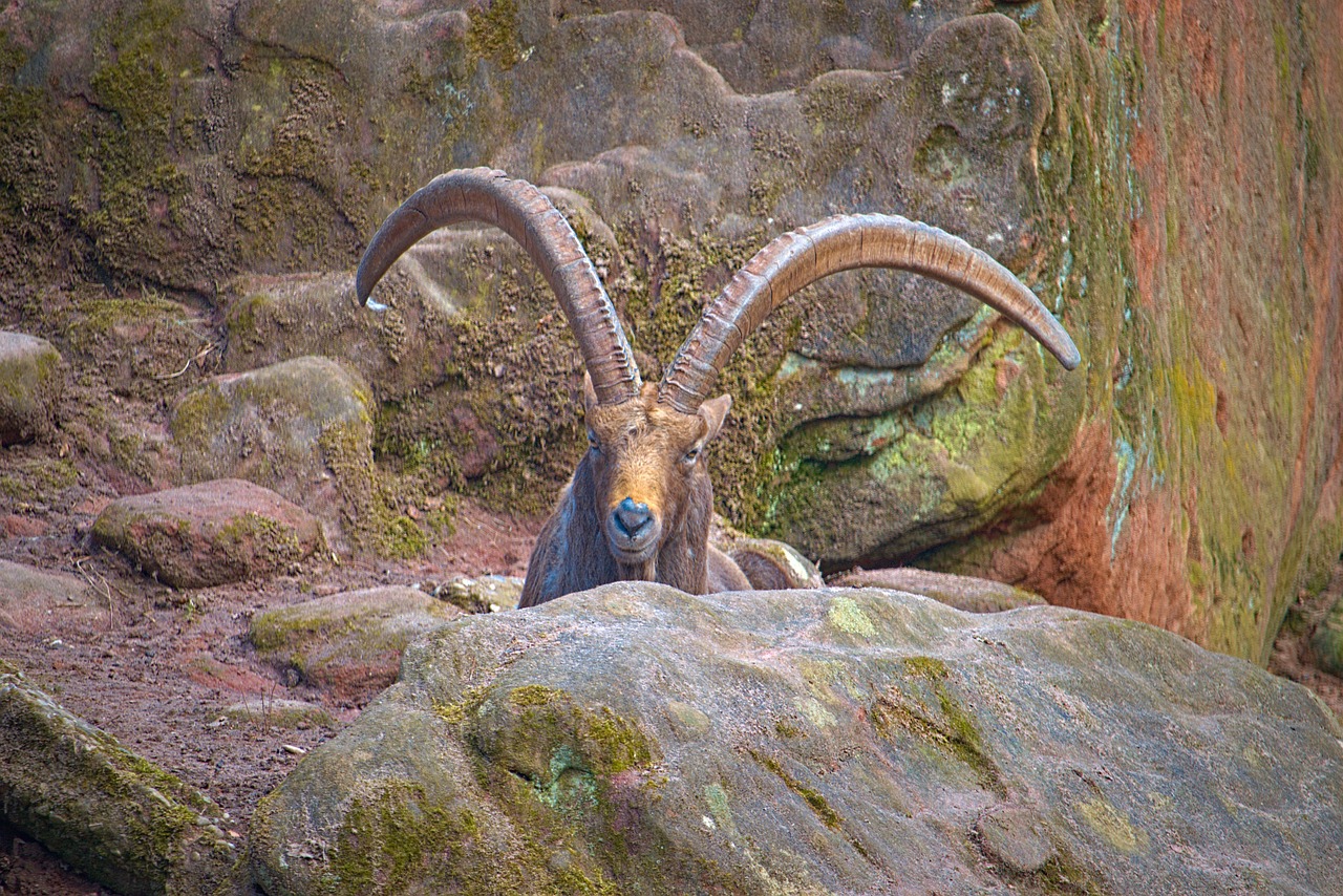 Alpine Ibex Mountain Goat Wildlife - Free photo on Pixabay - Pixabay