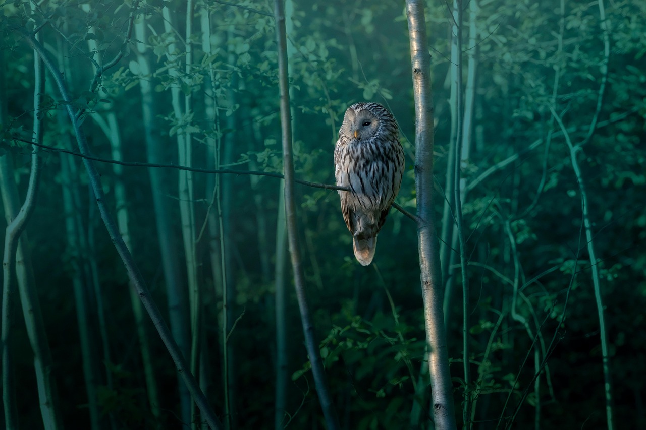 Ural Owl Forest Night - Free photo on Pixabay - Pixabay