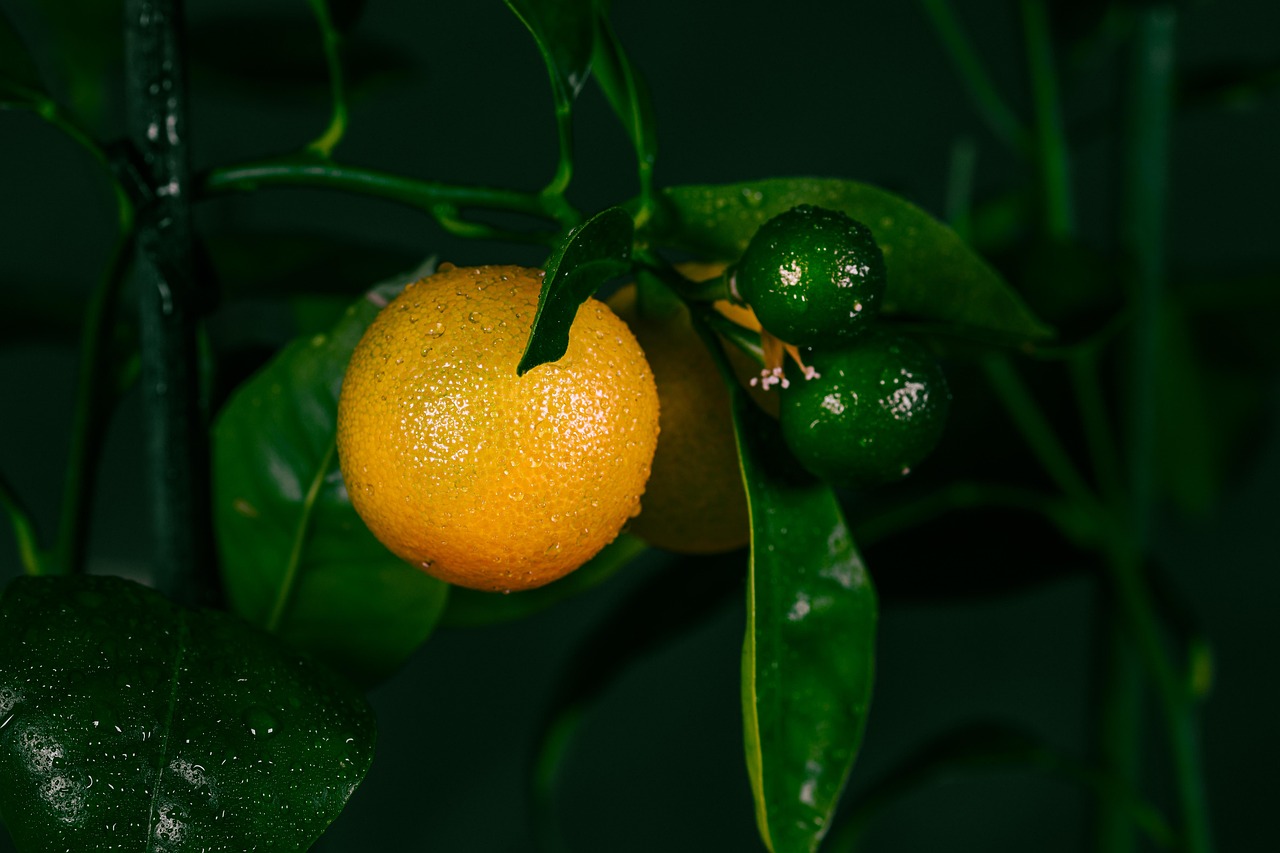 Tangerine Fruit Vitamins - Free photo on Pixabay - Pixabay