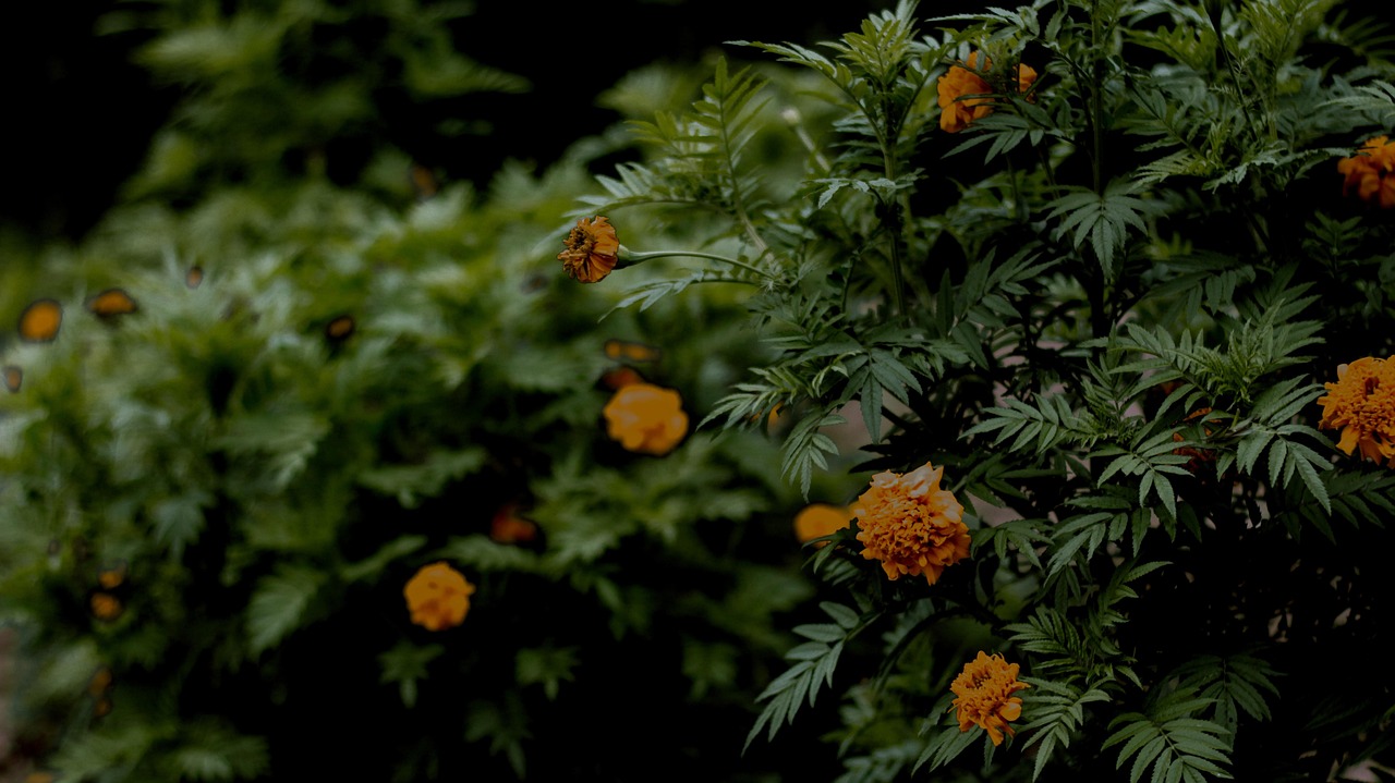 Flores Las Hojas Natural - Foto gratis en Pixabay - Pixabay