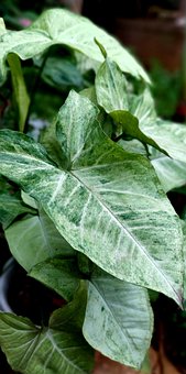 50+ Free Arrowhead & Arrow Images - Pixabay
