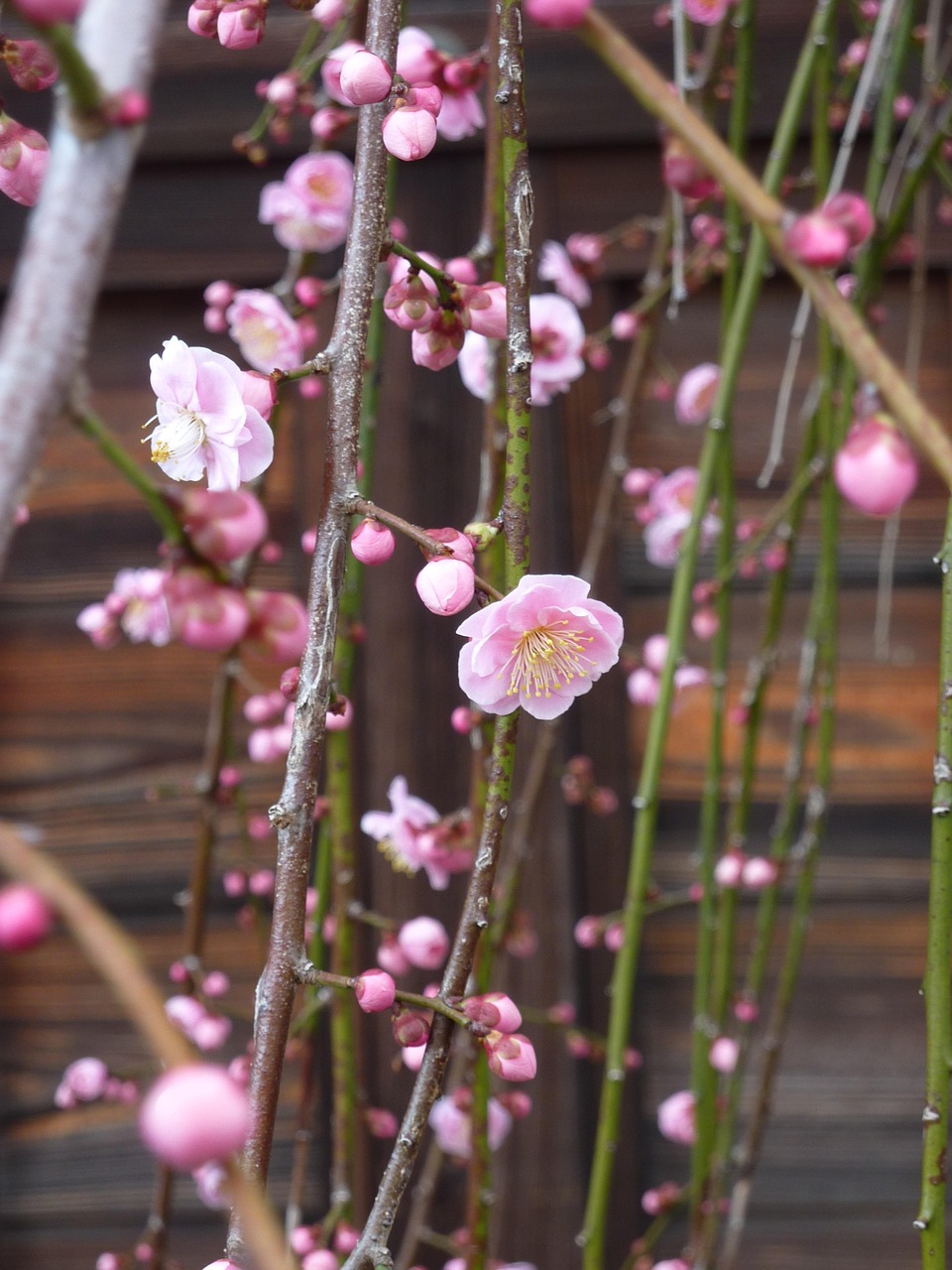 Pflaume Blumen Baum - Kostenloses Foto auf Pixabay - Pixabay