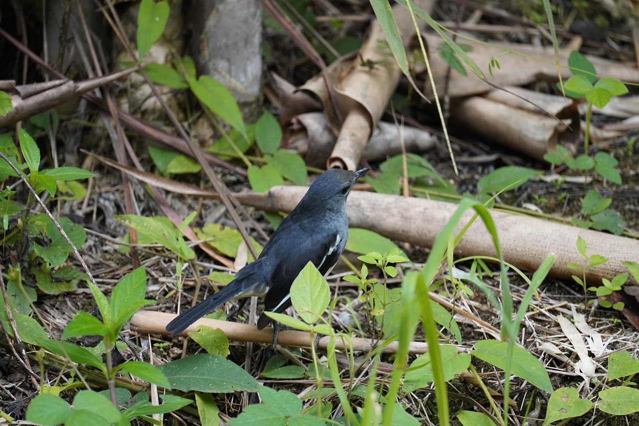 Ekster Vogel Zitten - Gratis foto op Pixabay - Pixabay
