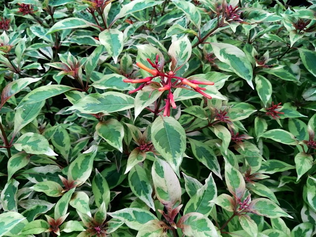 Fuchsia Triphylla Plant Leaves - Free photo on Pixabay - Pixabay