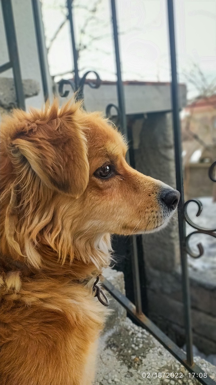 Dog Born Animal - Free photo on Pixabay - Pixabay