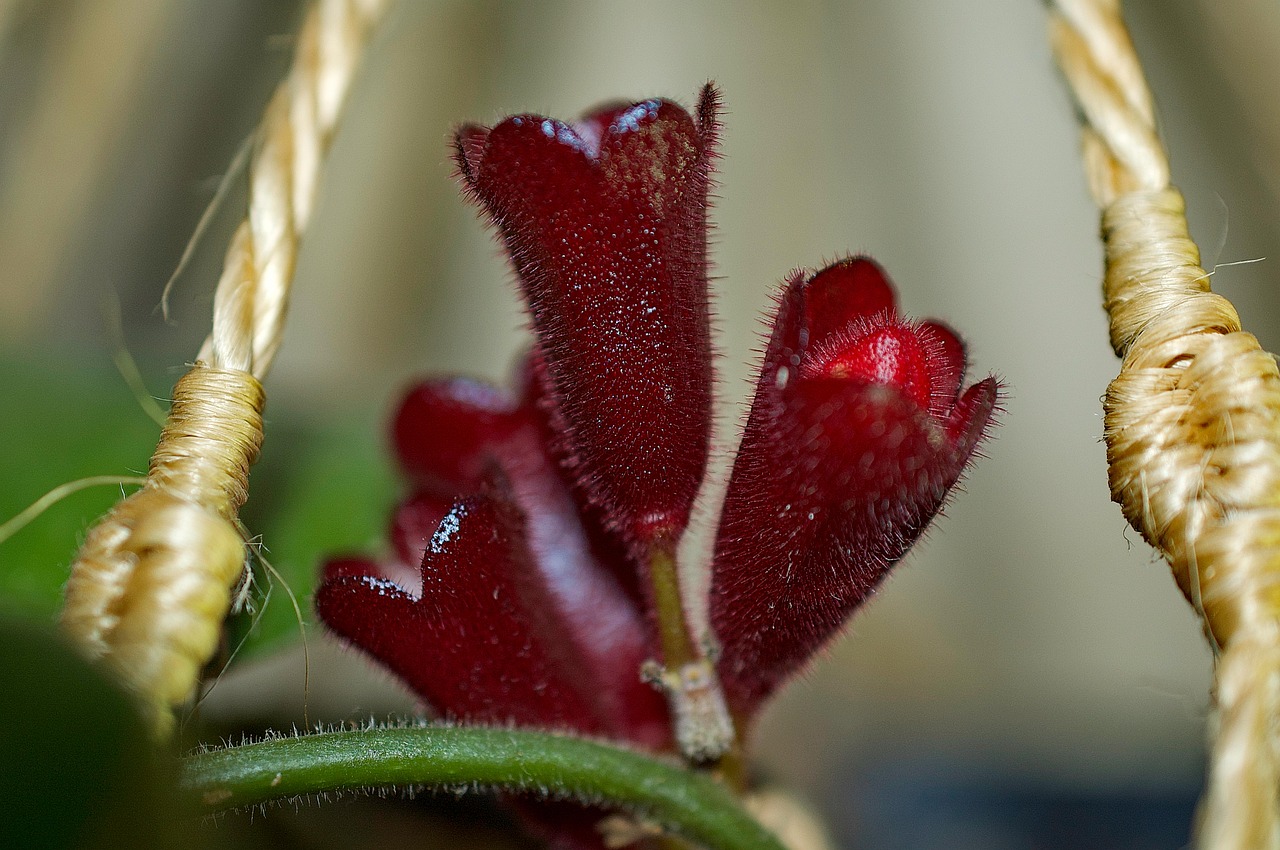 Plus de 100 images de Fleur Éclosion et de Éclosion - Pixabay
