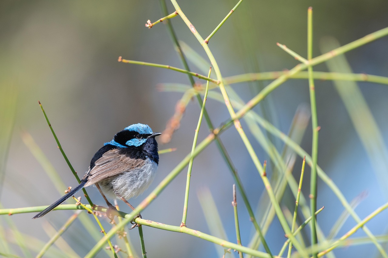 400+ Free Wren & Bird Images - Pixabay