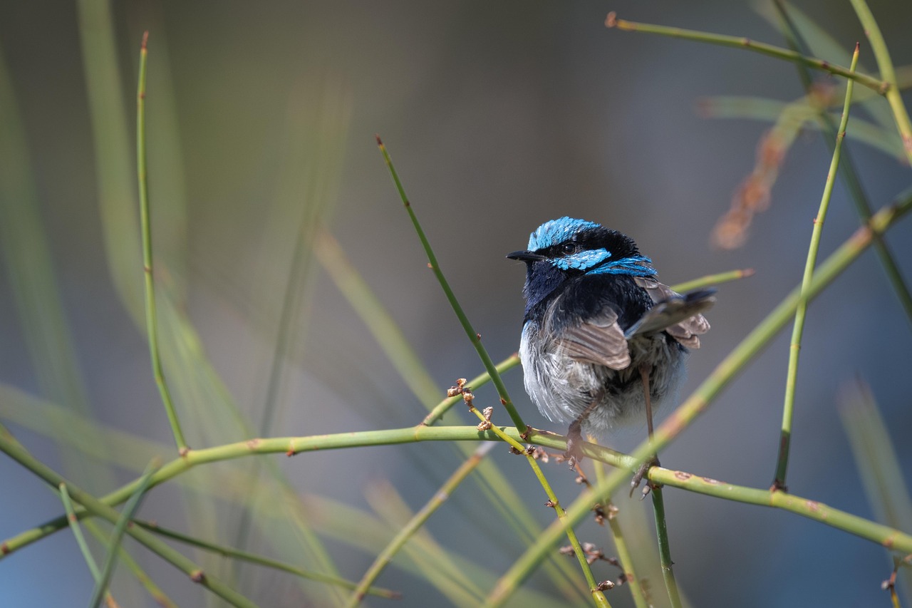300+ Free Wren & Bird Images - Pixabay