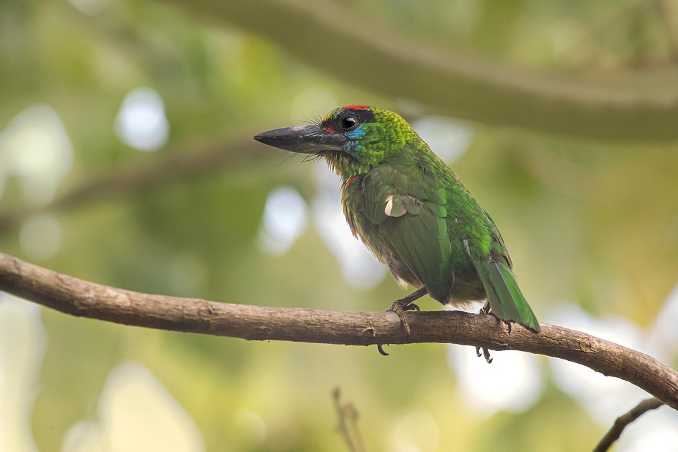 Red-Throated Barbet Vogel Tier - Kostenloses Foto auf Pixabay