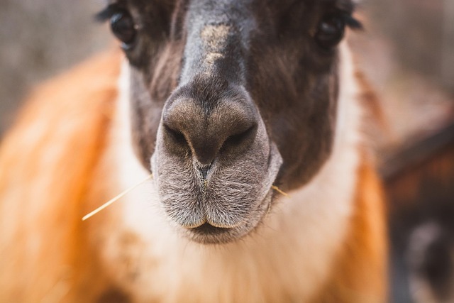 Lama Nose Mouth - Free photo on Pixabay - Pixabay