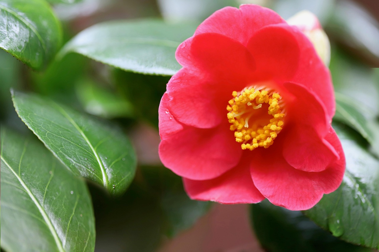 400,000+ Free Camellia Flower & Camellia Images - Pixabay