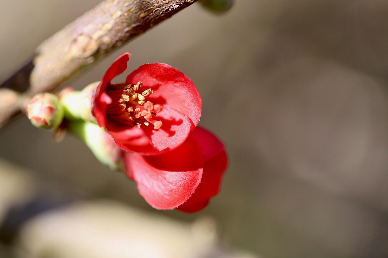 Coing Japonais Arbuste D'Ornement - Photo gratuite sur Pixabay - Pixabay