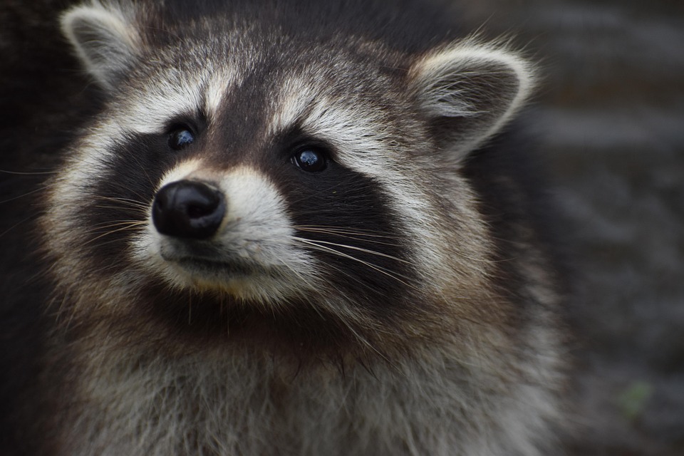 Raccoon Animal Wildlife - Free photo on Pixabay