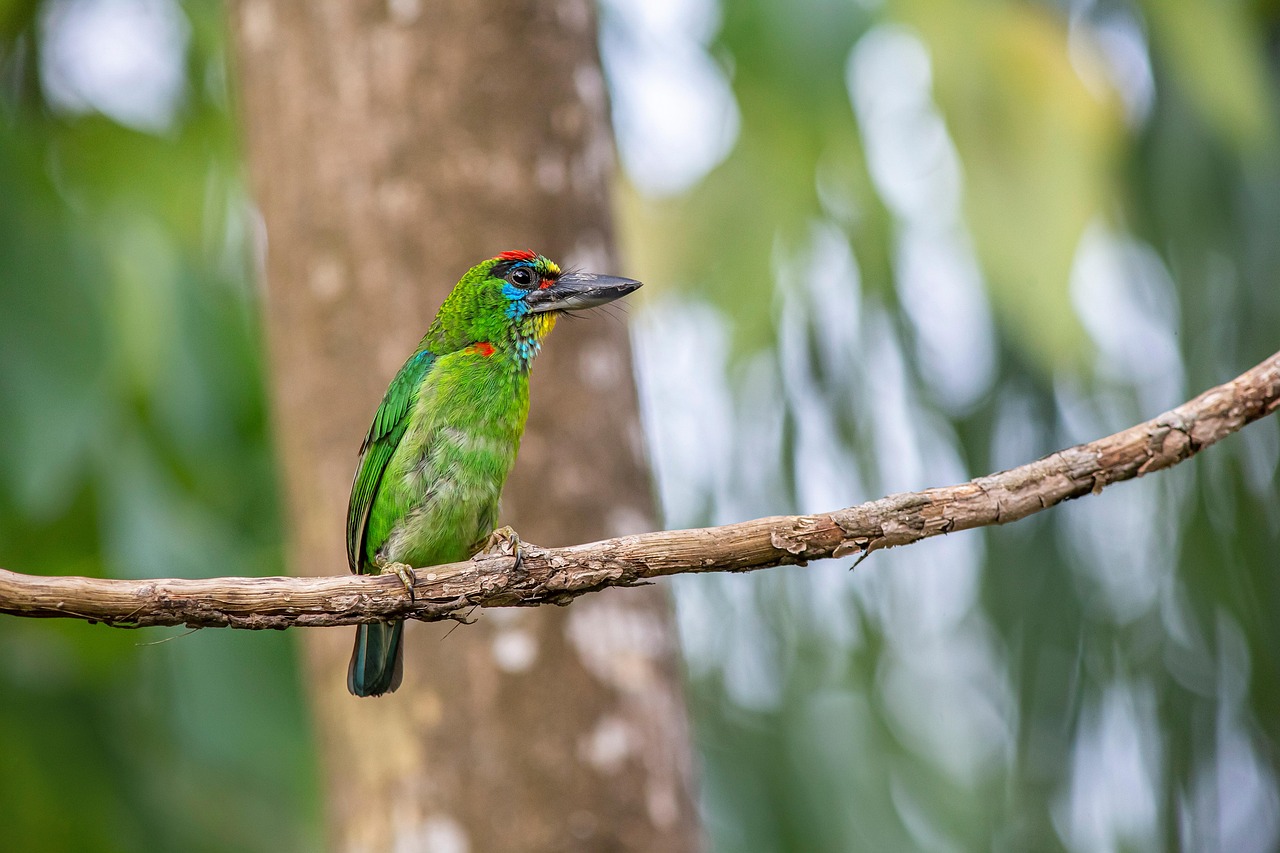 Red-Throated Barbet Bird Animal - Free photo on Pixabay - Pixabay
