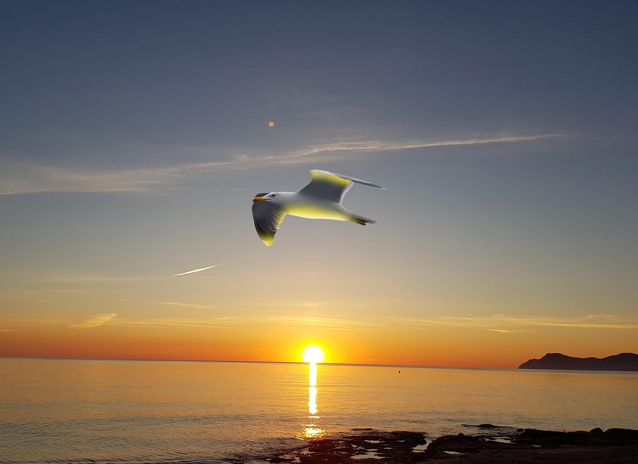 Sunset Seagull Bird - Free photo on Pixabay - Pixabay