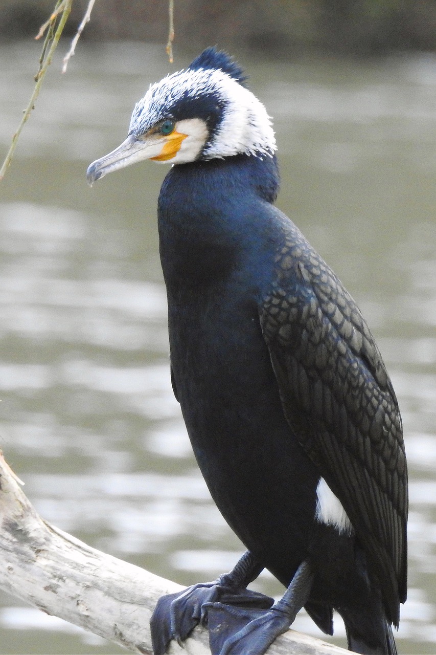 Cormorant Bird Water - Free photo on Pixabay - Pixabay