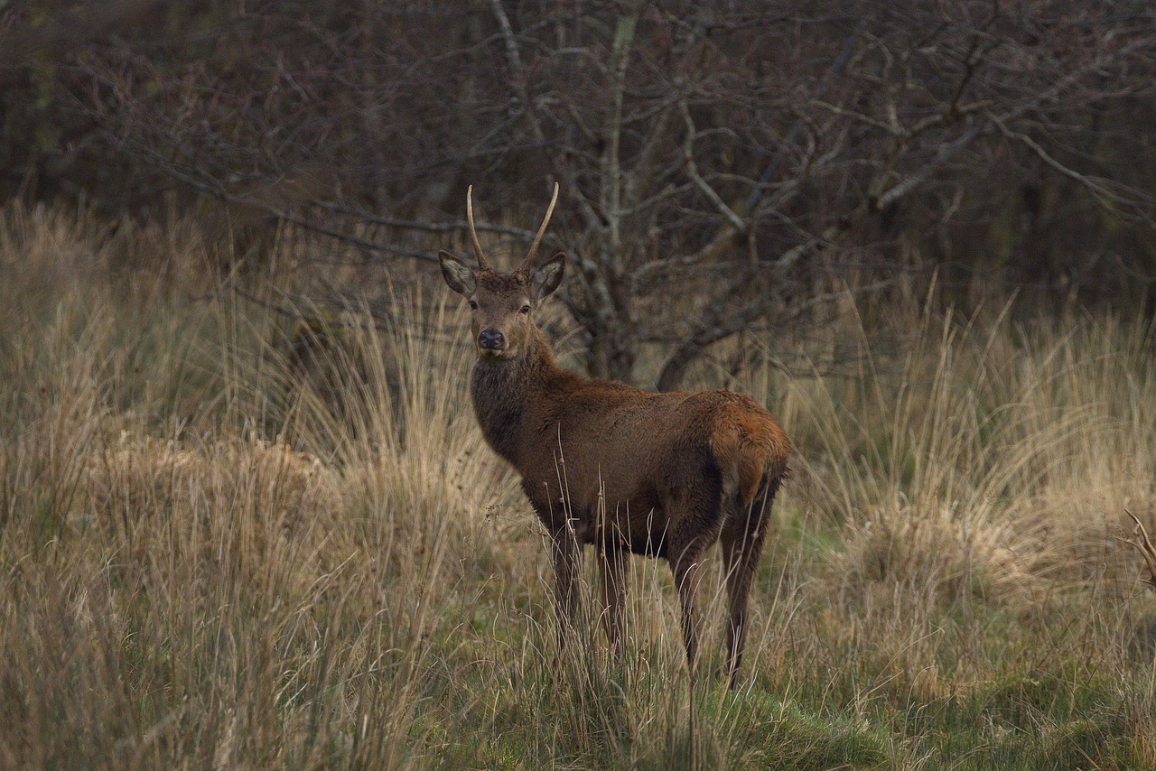 Cerf Animal Red Deer - Photo gratuite sur Pixabay - Pixabay