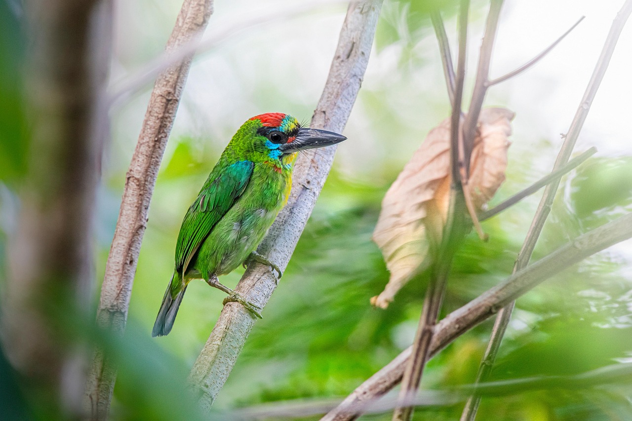 Red-Throated Barbet Bird Animal - Free photo on Pixabay - Pixabay